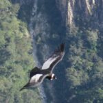 From Arequipa: Full Day Tour of Colca Canyon with Breakfast - What Travelers Love About This Tour