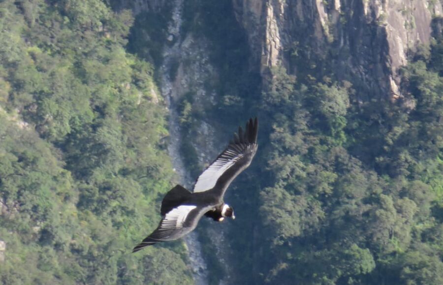 From Arequipa: Full Day Tour of Colca Canyon with Breakfast - What Travelers Love About This Tour