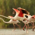 From Arequipa: Salinas Lagoon Full-Day Trip with Hot Springs - What the Reviews Say