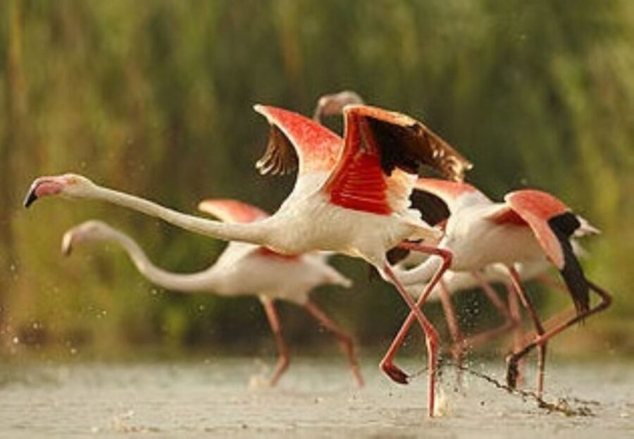 From Arequipa: Salinas Lagoon Full-Day Trip with Hot Springs - What the Reviews Say