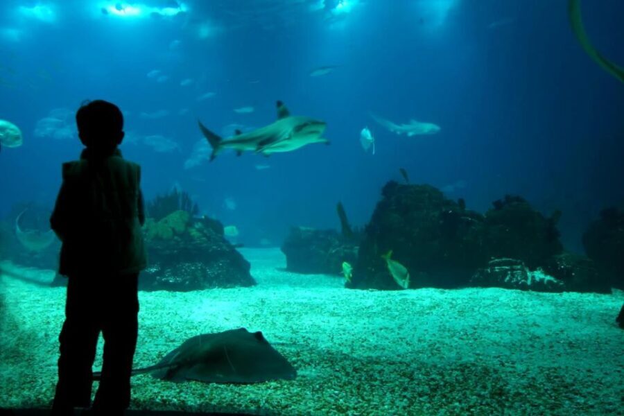 From Buenos Aires: Temaiken Zoo Tour with Ticket Included - The Experience from Different Perspectives