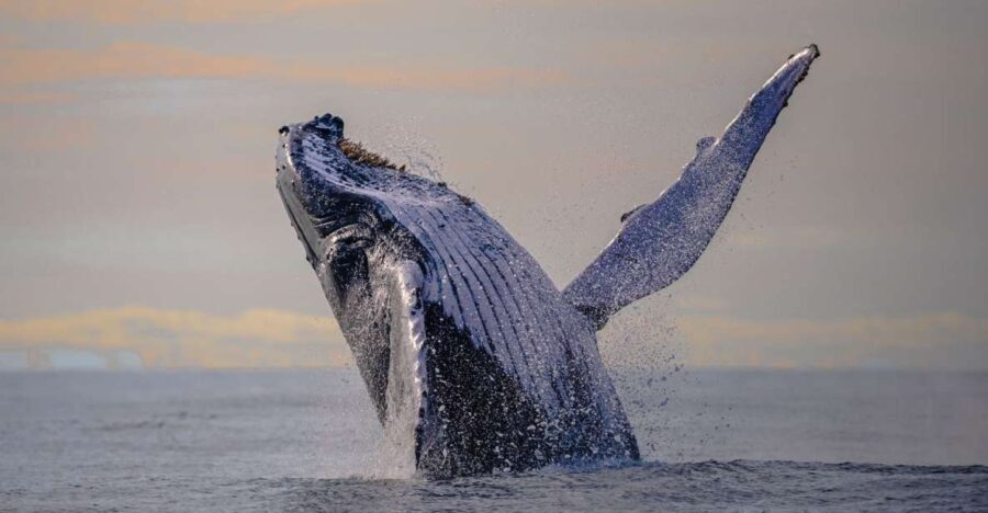 From Cali: Whale Watching Day Trip in Buenaventura - Scenery and Transport: Setting the Stage