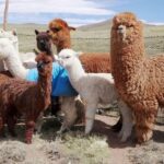 From Cusco: Llama Trekking - What To Expect From This Llama Trekking Tour