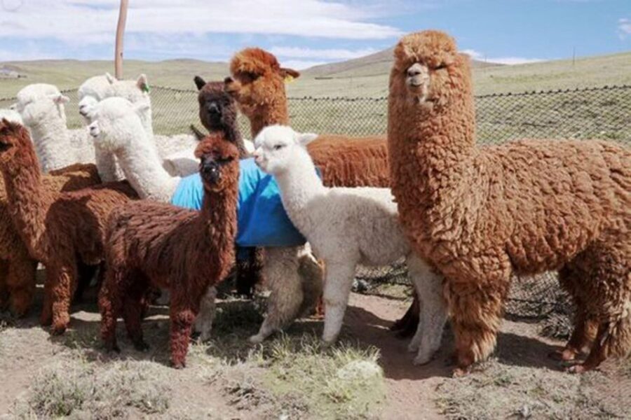 From Cusco: Llama Trekking - What To Expect From This Llama Trekking Tour