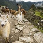 From Cusco: Machu Picchu Private Day Trip on Panoramic Train - The Arrival at Aguas Calientes and the Ascent to Machu Picchu