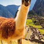 From Cusco: Machu Picchu Tour 1-Day by Train + Almuerzo - What Travelers Say