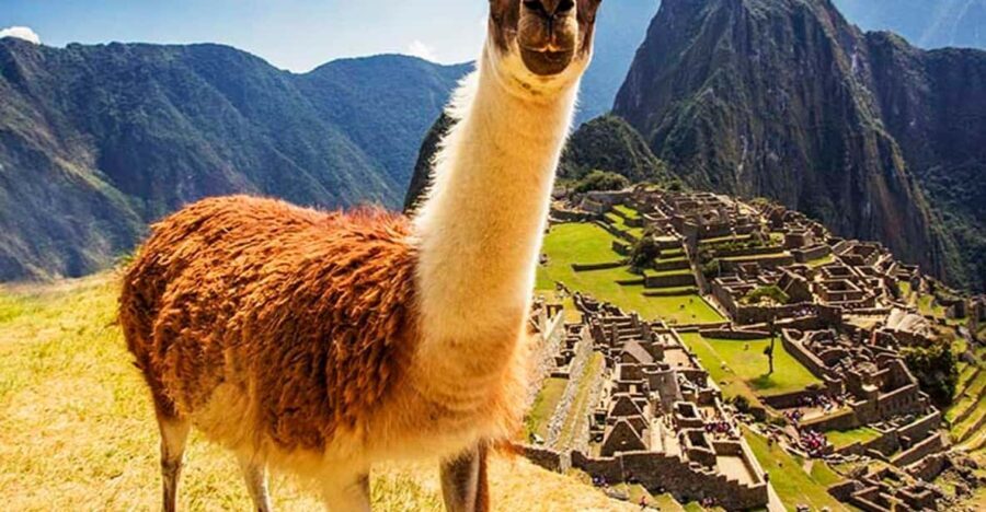 From Cusco: Machu Picchu Tour 1-Day by Train + Almuerzo - What Travelers Say