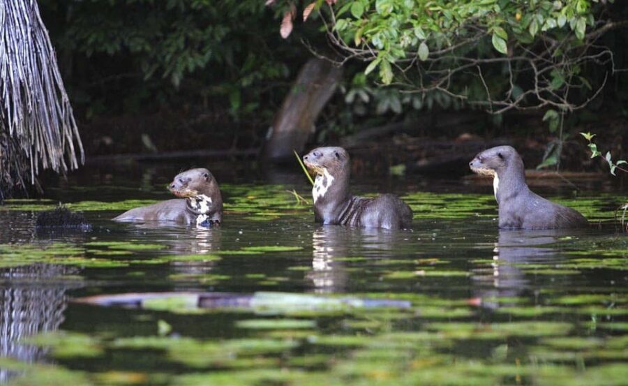 From Cusco: Manu National Park 3 Day Tour - Who Should Consider This Tour?