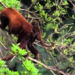 From Cusco | Manu National Park 3 days - All included - Transportation, Accommodation, and Overall Value