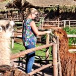 From Cusco: Private Pisac Ruins and Alpaca Farm Day Trip - FAQ