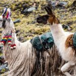 From Cusco: Tour to Chinchero/Maras/Moray+Picnic - How Is the Tour Structured?