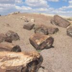 From El Calafate: La Leona Petrified Forest Day Trip - Is This Tour Worth the Price?