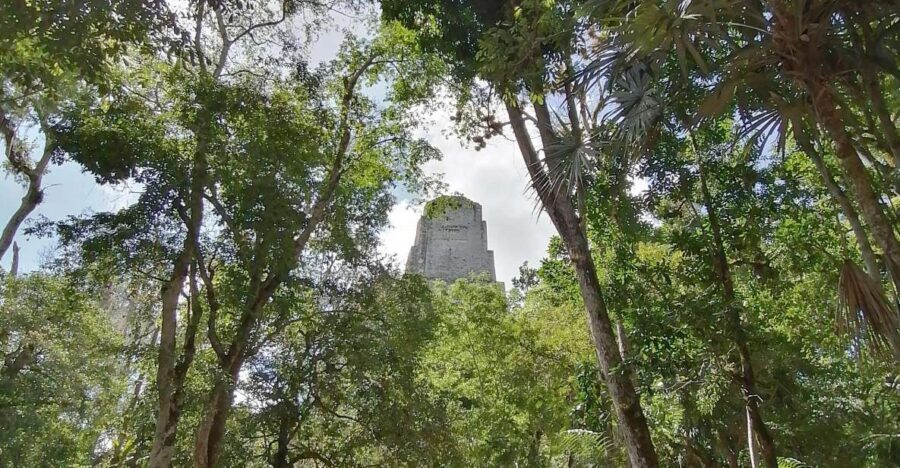 From Flores: Tikal Private Tour for Groups - The Itinerary: What You Can Expect