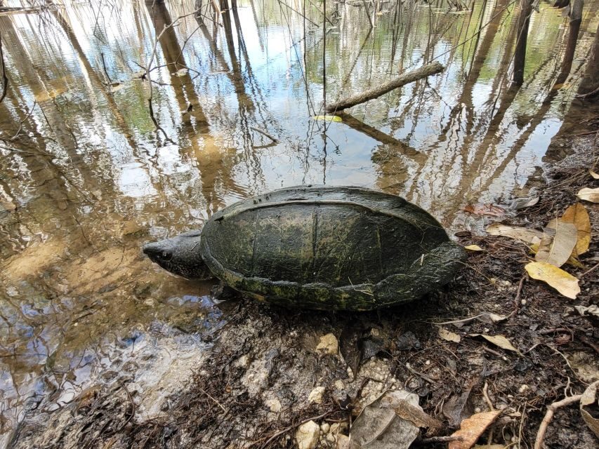 From Flores: Yaxha VIP Exclusive Cultural Tour All Inclusive - Why This Tour Offers Great Value