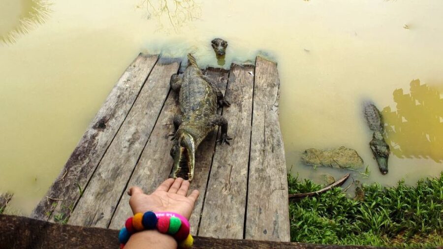 From Iquitos: 3-Day Amazon Jungle Adventure Trip - Exploring the Jungle and Wildlife Encounters