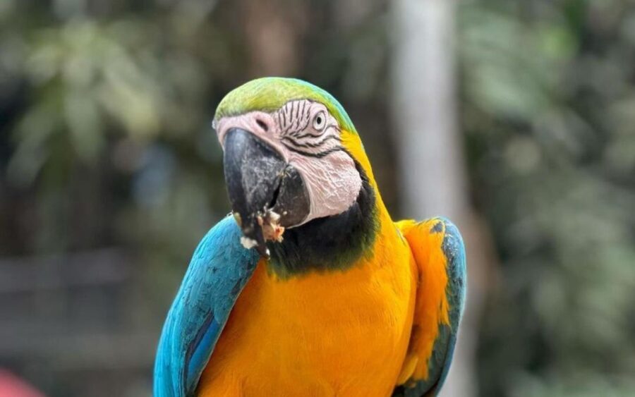 From Iquitos: Full day tour in the Peruvian jungle - An In-Depth Look at the Itinerary