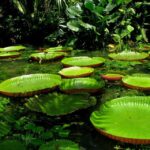 From Leticia: Wild Amazonas Adventure 4-Day Tour - What This Tour Means for You