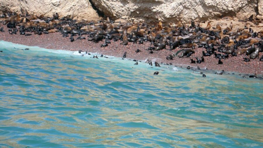 From Lima: Ballestas Islands, Huacachina, and Vineyard Tour - Stop 2: Pisco Vineyard Visit and Tasting