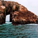 From Lima: Palomino Islands - Authentic Encounters with Wildlife