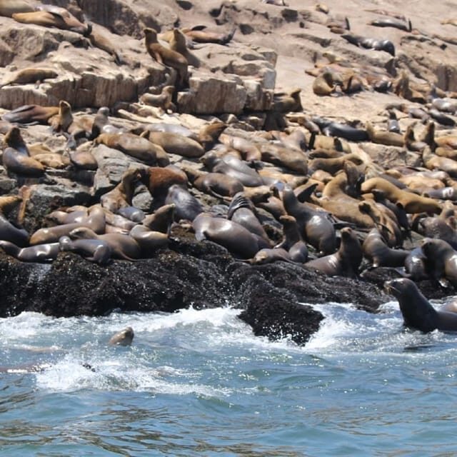 From Lima: Palomino Islands Speedboat Tour and Sea Lion Swim - Who Will Love This Tour?