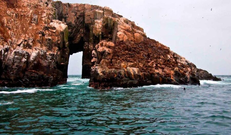 From Lima: Palomino Islands - Authentic Encounters with Wildlife