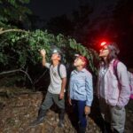 From Madre de Dios ||Night trekking in the Amazon jungle - Cost and Value