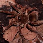 From Madre de Dios | Night walk in the Amazon Rainforest - The Experience and What You’ll Get