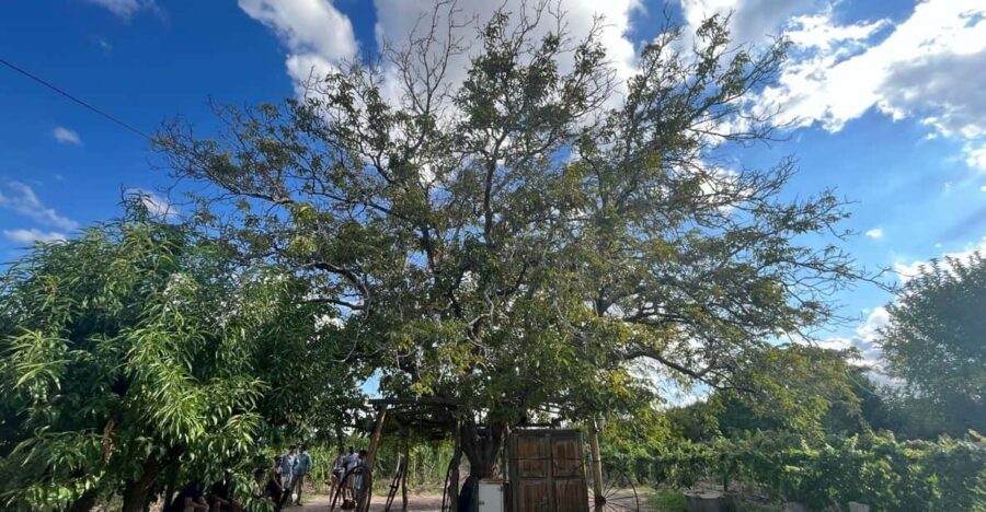 From Mendoza: 3 Wineries, Olive Oil Factory Tour & Tasting - What to Expect from the Tour