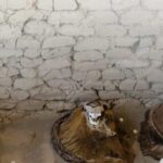 From Nazca: Chauchilla Cemetery Tour and Artisans Workshop - The Fun of Walking Among Tombs