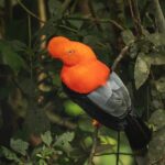 From Ollantaytambo: Machu Picchu Birding Private Tour - What to Expect from This Birding and Machu Picchu Tour