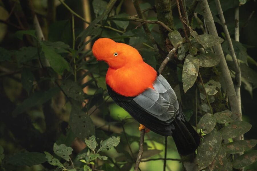 From Ollantaytambo: Machu Picchu Birding Private Tour - What to Expect from This Birding and Machu Picchu Tour