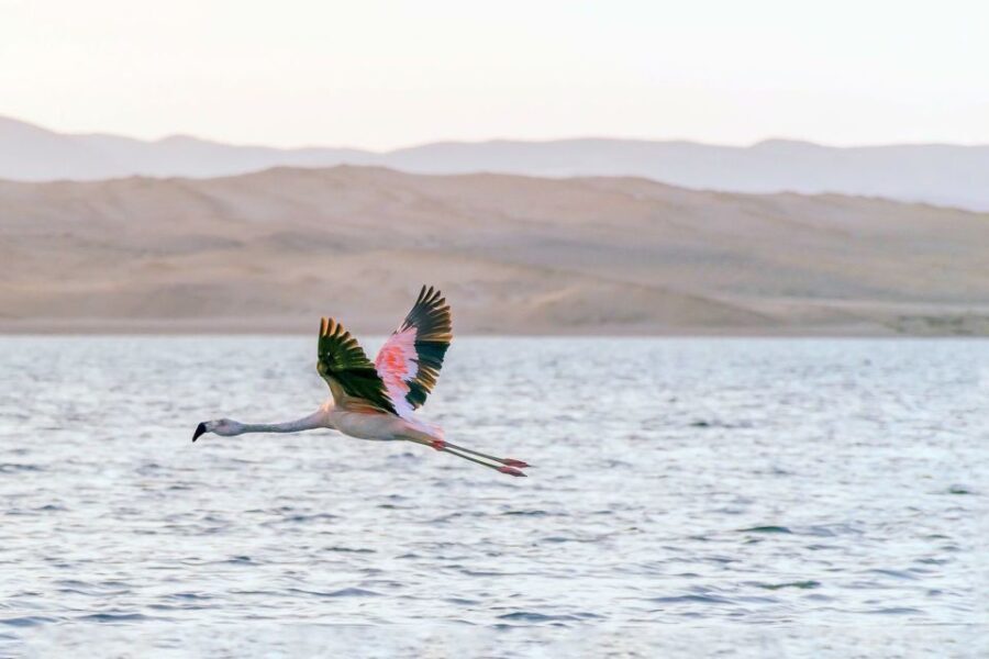 From Paracas: Ballestas Islands & Paracas National Reserve - Key Points to Remember