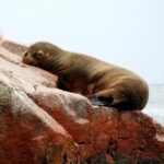 From Paracas: Ballestas Islands tour all Inclusive - An Up-Close Look at the Tour Itinerary