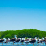 From Piura | Tour to Sechura and Sandboarding - A Closer Look at the Itinerary