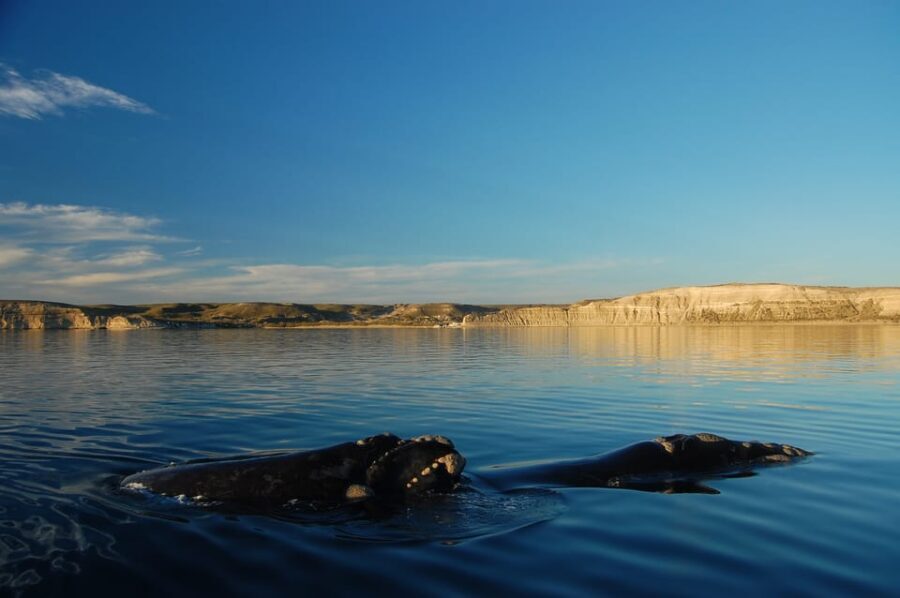 From Puerto Madryn: Full-Day Valdes Peninsula Tour - In-Depth Look at the Tour Experience