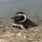From Puerto Madryn: Penguin Tour & Península Valdés Day Trip - What the Tour Includes and Excludes