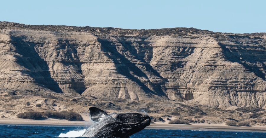 From Puerto Madryn: Peninsula Valdés Shore Excursion - What Travelers Say: Authentic Insights