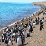 From Puerto Madryn: Punta Tombo Day Trip with Hotel Transfer - The Realities and Traveler Experiences