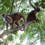 From Puerto Maldonado: Kayak Tour + Monkey Island - Analyzing the Value and Practicalities
