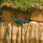 From Puerto Maldonado: Macaw Clay Lick 2 Days - A Detailed Look at the Tour
