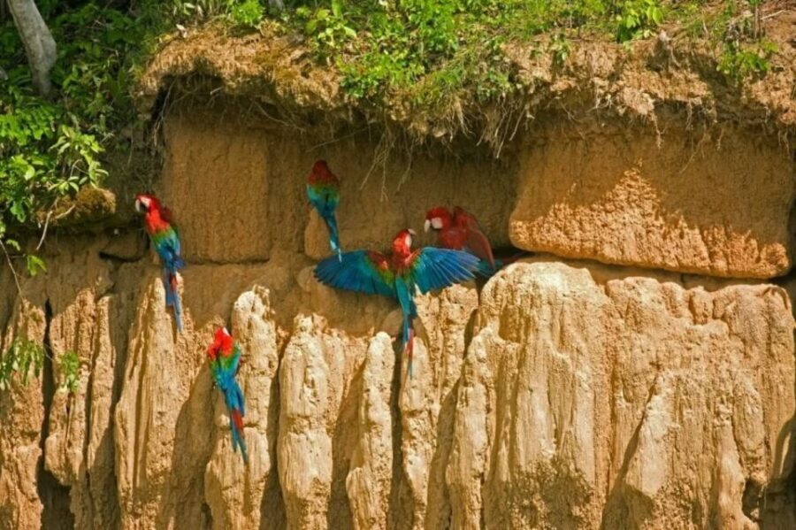 From Puerto Maldonado: Macaw Clay Lick 2 Days - A Detailed Look at the Tour