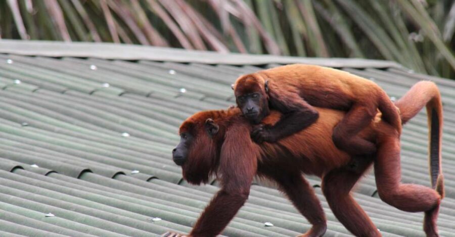 From Puerto Maldonado - Tambopata 4D/3N - Who Is This Tour Best For?