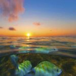 From Recife : Tour for Porto de Galinhas - An Overview of the Tour Experience