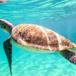 From Rio de Janeiro: Angra dos Reis & Ilha Grande Day Tour - Final Thoughts: Is It Worth It?