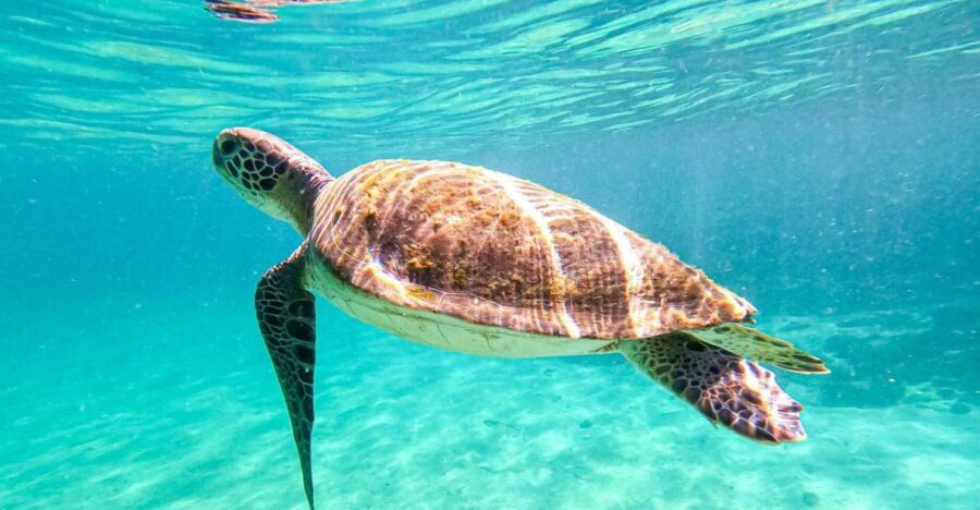 From Rio de Janeiro: Angra dos Reis & Ilha Grande Day Tour - Final Thoughts: Is It Worth It?