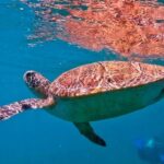 from Rio de Janeiro: Diving in Buzios - Key Points