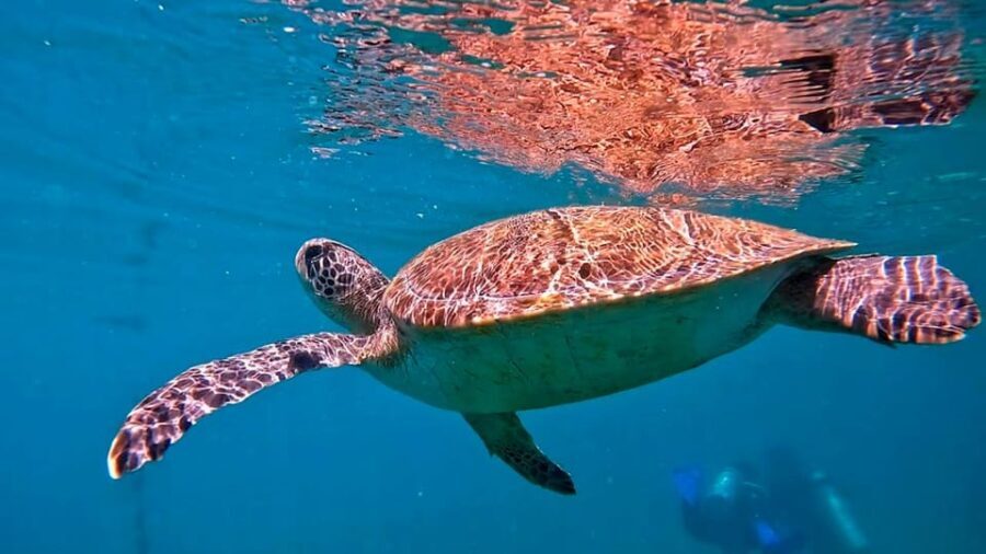 from Rio de Janeiro: Diving in Buzios - Key Points