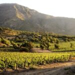 From Santiago: Maipo Valley Wine Tour - The Practical Side: Logistics, Cost, and Value