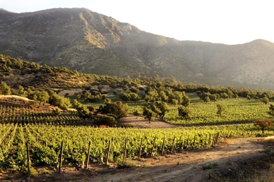 From Santiago: Maipo Valley Wine Tour - The Practical Side: Logistics, Cost, and Value