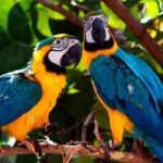 From Tambopata: parrots and macaws clay lick - Final Thoughts: Is This Tour for You?